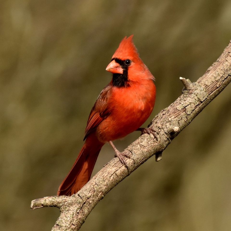What Do Cardinals Eat? Easy Ways To Attract Them To Your Yard
