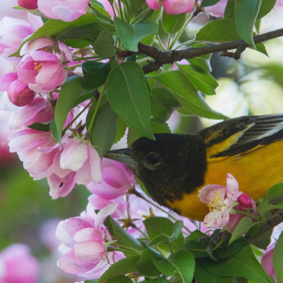 What Do Orioles Eat? Easy Ways To Attract Them To Your Yard