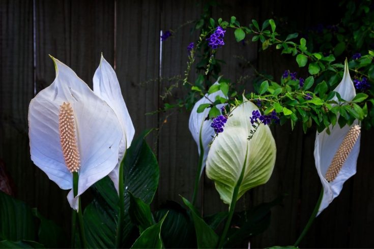 How To Save A Peace Lily From Dying
