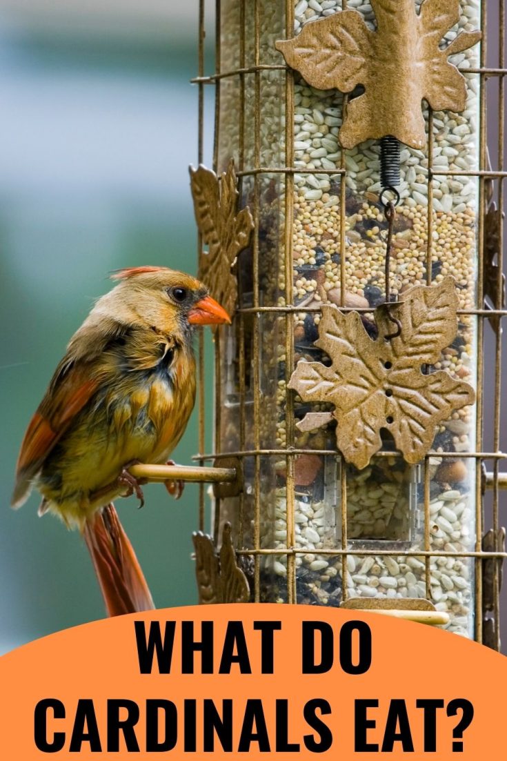 What Do Cardinals Eat? Easy Ways To Attract Them To Your Yard