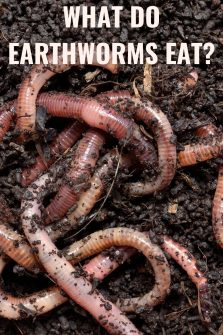 What Do Earthworms Eat?