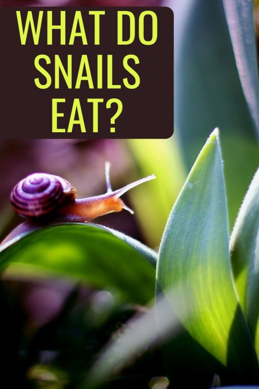 What Do Snails Eat? Plus A List Of Beautiful Snail Resistant Plants