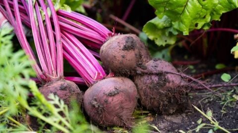 Is Beet A Vegetable? Plus, All It's Uses And Health Benefits