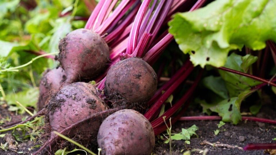 Is Beet A Vegetable? Plus, All It's Uses And Health Benefits
