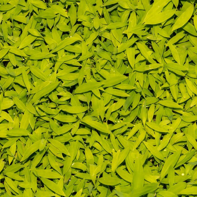 12 Top Invasive Plants In Missouri (And 24 Native Alternatives)