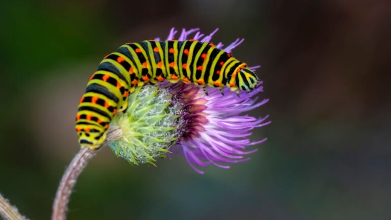 What Do Caterpillars Eat? Food Sources For A Caterpillar-Friendly Garden