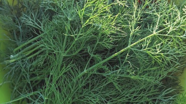 Is Dill An Herb Or A Vegetable? Plus 6 Delicious Ways To Use Dill