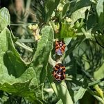 What Are Harlequin Bugs? And 6 Ways To Control These Pretty Pests