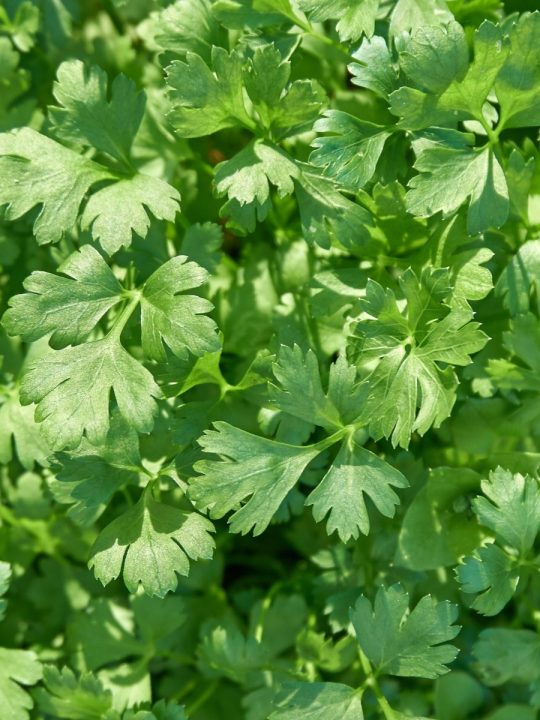 Landscaping Around Exposed Tree Roots - 5 Easy Ideas