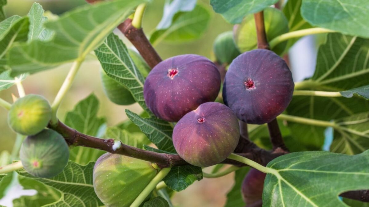21 Low-Maintenance Fruit Trees To Try Growing