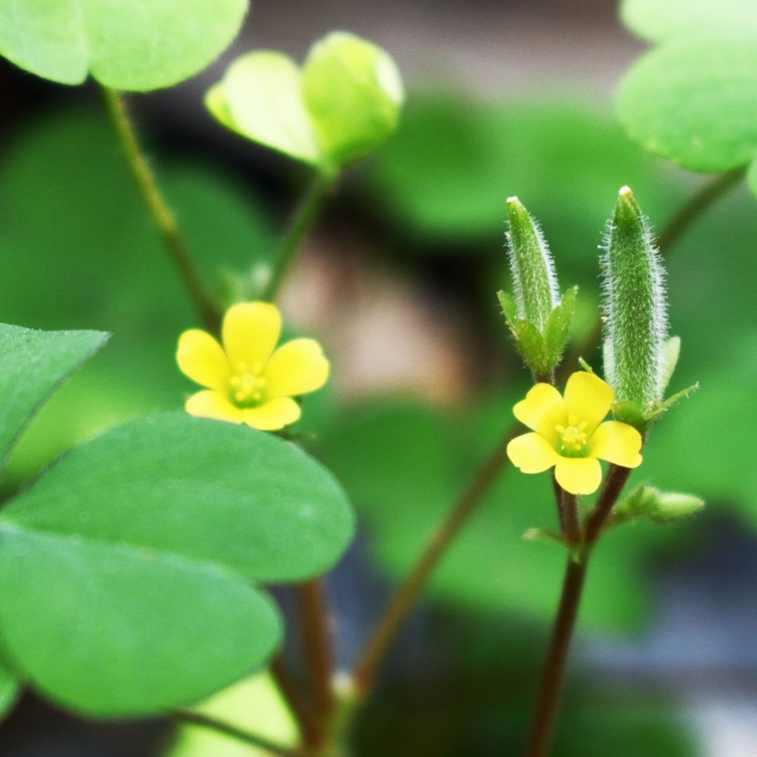 18 Plants With Adorable Tiny Flowers