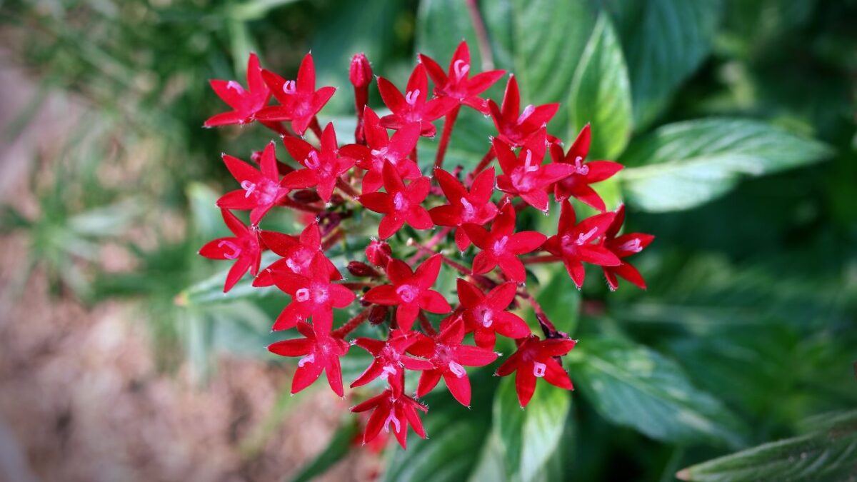 Want More Hummingbirds? Plant These Stunning Red Flowers