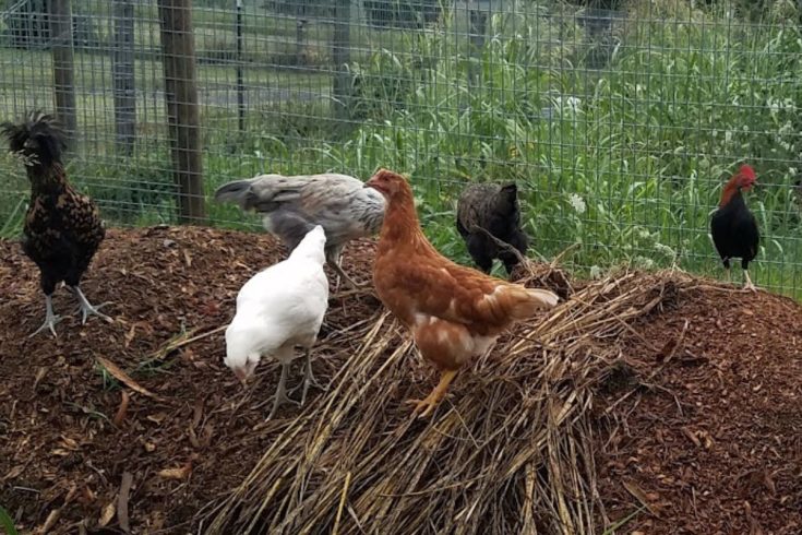 Quick Guide To Raising Backyard Chickens