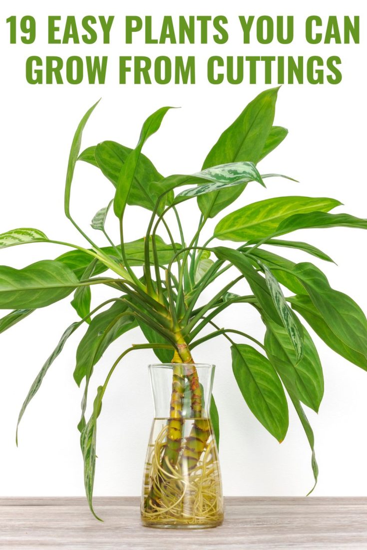 Plants You Can Grow From Cuttings