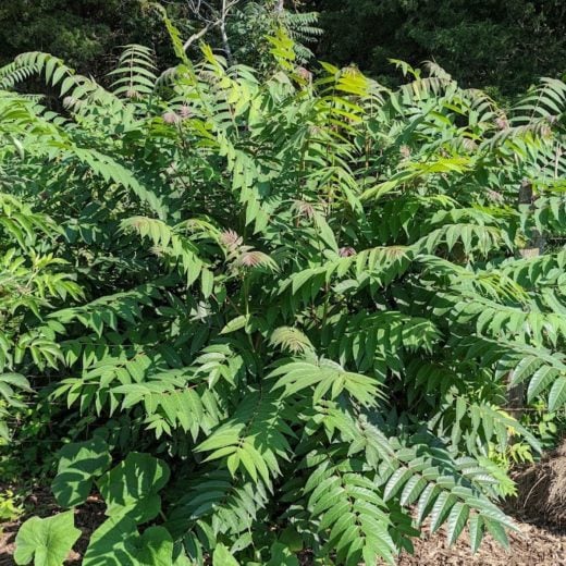 How To Get Rid Of Tree Of Heaven: 4 Effective Control Methods