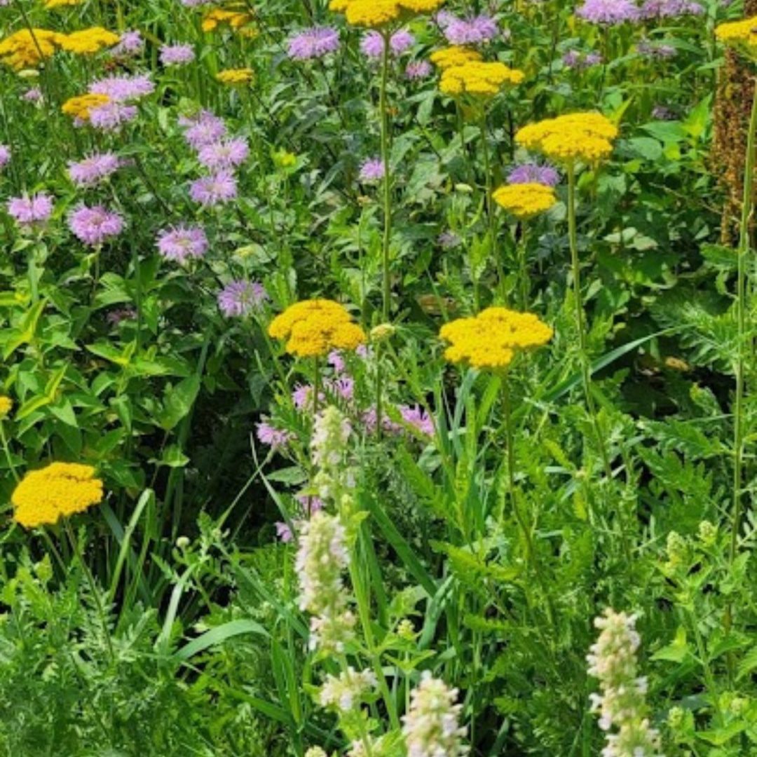 What Is A Wildflower Meadow? Tips For Creating A Pollinator-Friendly Yard