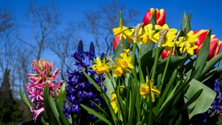 27 Bright And Colorful Flowers With Pictures