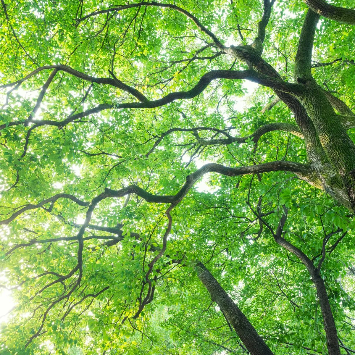 13 Worst Invasive Plants In Florida (And 26 Natives To Grow Instead)