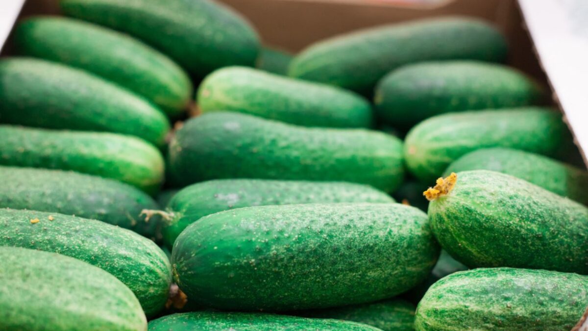 What To Do With Overgrown Cucumbers: Recipes And More