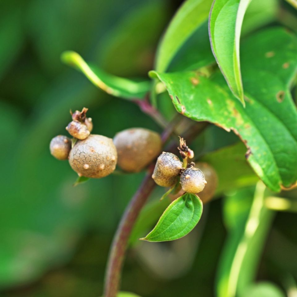 13 Worst Invasive Plants In Florida (And 26 Natives To Grow Instead)
