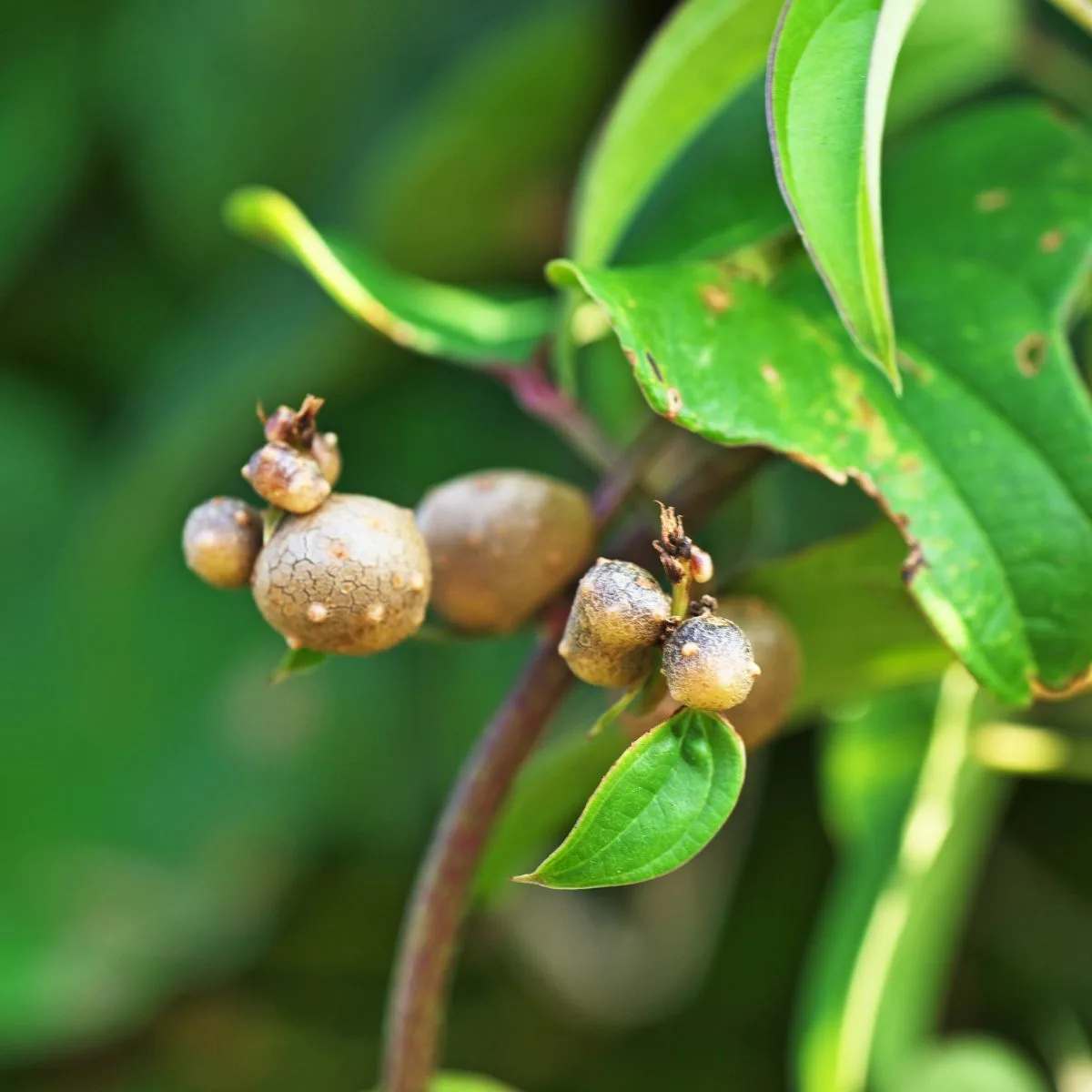 13 Worst Invasive Plants In Florida (And 26 Natives To Grow Instead)