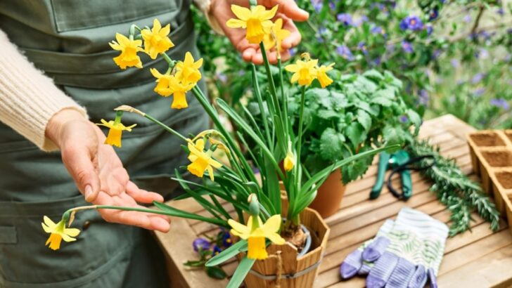 How To Prune Houseplants So They Thrive For Years To Come