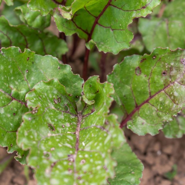 Garden Pests And Diseases - How To Save Your Vegetables, Herbs, And Flowers