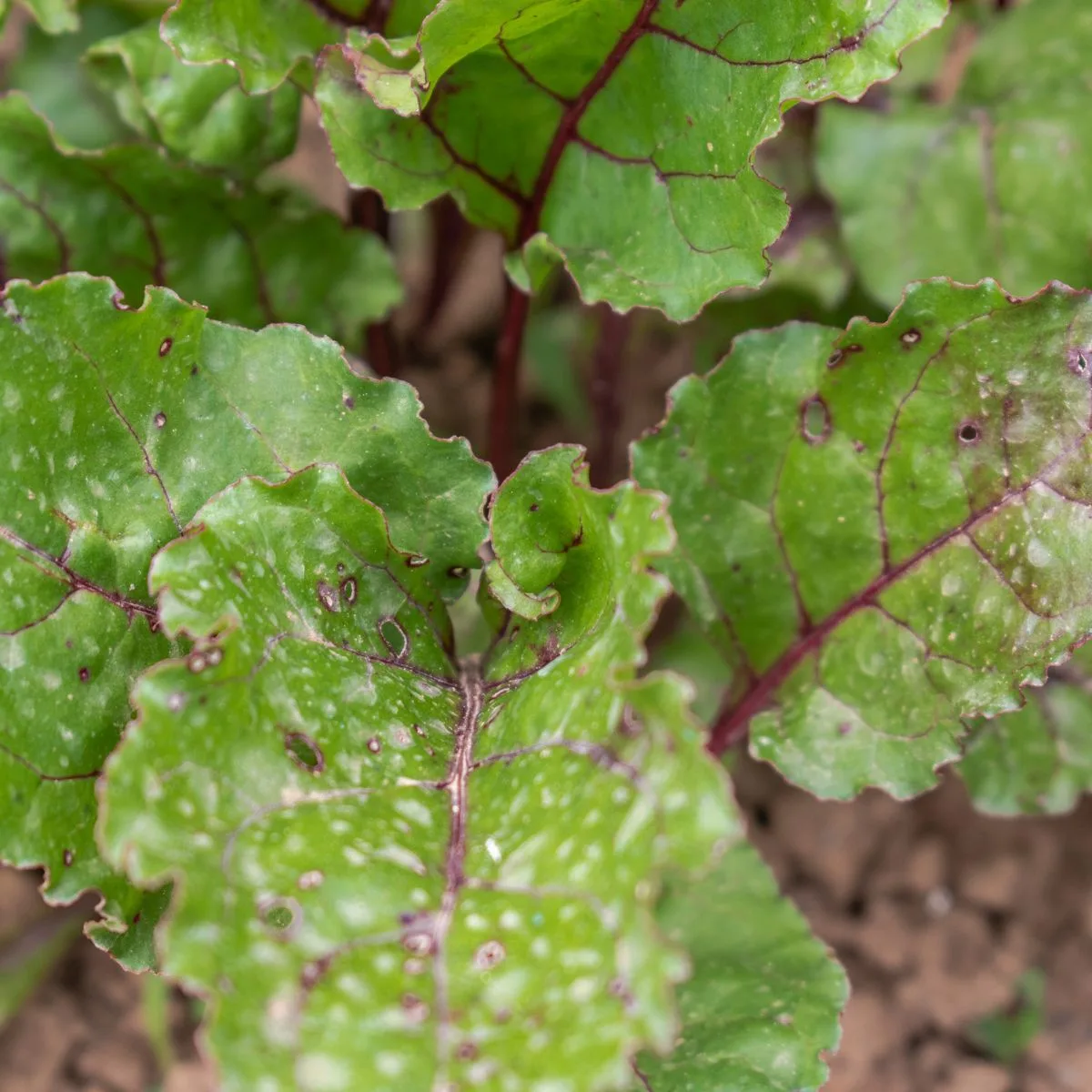 Garden Pests And Diseases - How To Save Your Vegetables, Herbs, And Flowers