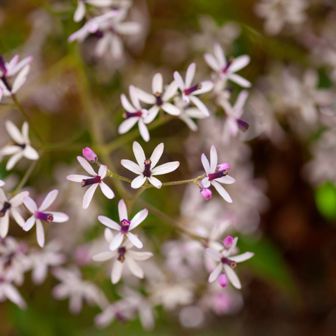 16 Worst Invasive Plants In Georgia (And 32 Natives To Plant Instead)