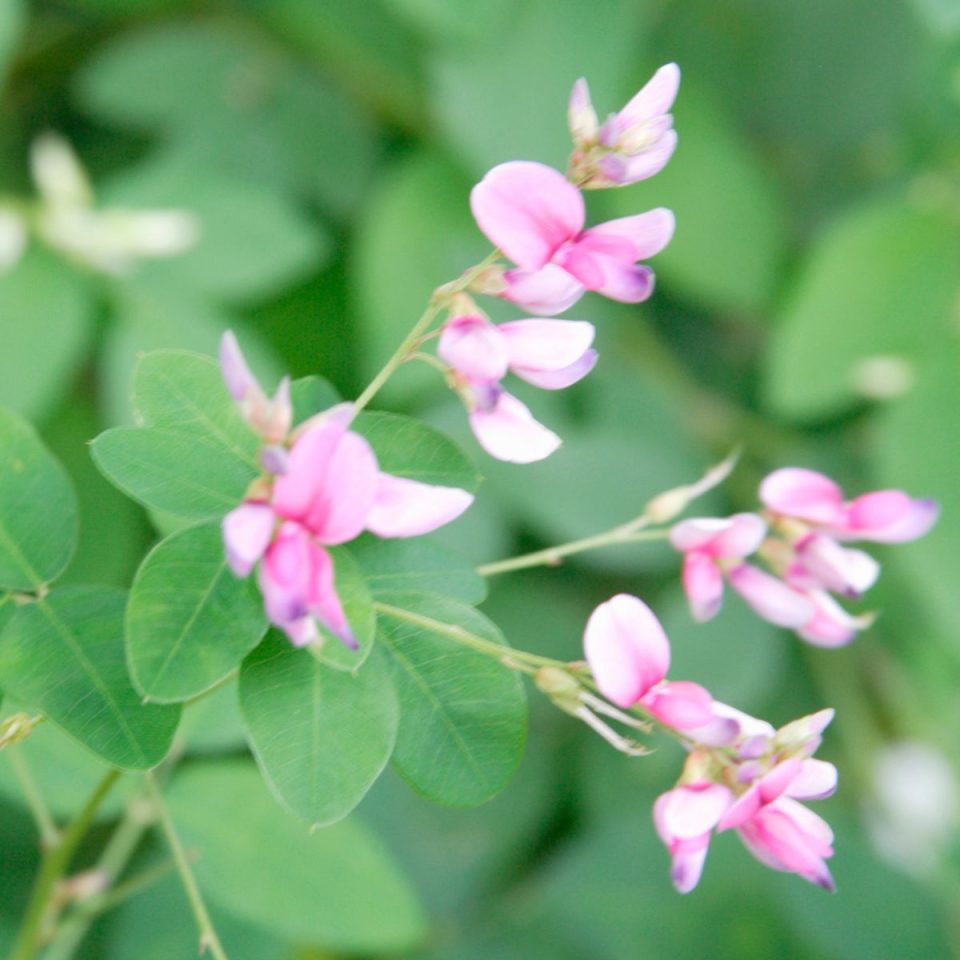 16 Worst Invasive Plants In Georgia (And 32 Natives To Plant Instead)