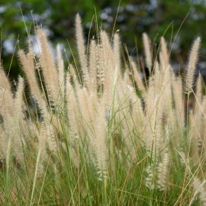 16 Worst Invasive Plants In Georgia (And 32 Natives To Plant Instead)