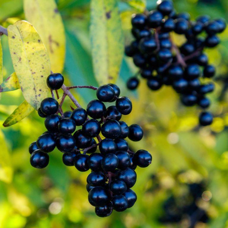16 Worst Invasive Plants In Georgia (And 32 Natives To Plant Instead)