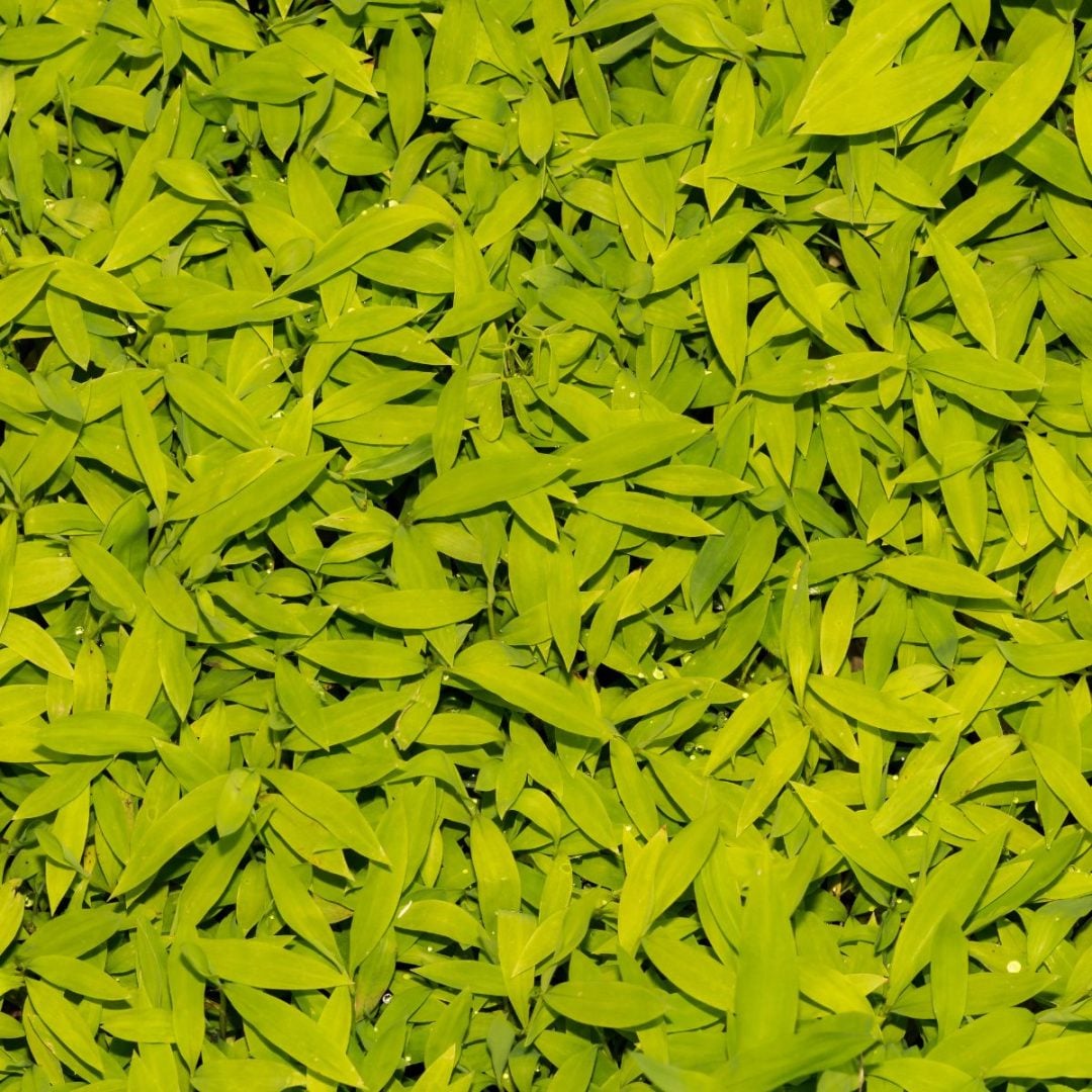 16 Worst Invasive Plants In Georgia (And 32 Natives To Plant Instead)
