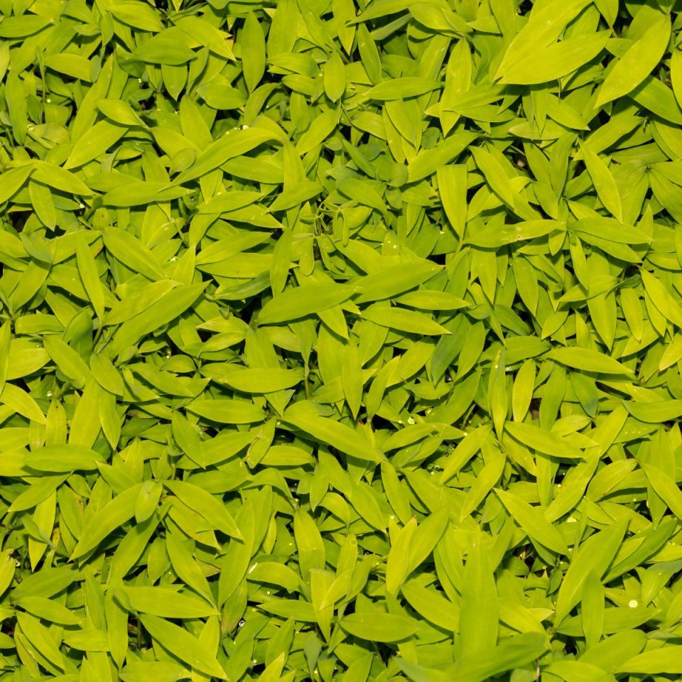 16 Worst Invasive Plants In Georgia (And 32 Natives To Plant Instead)