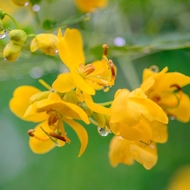 14 Worst Invasive Plants In Hawaii (And 28 Natives To Plant Instead)
