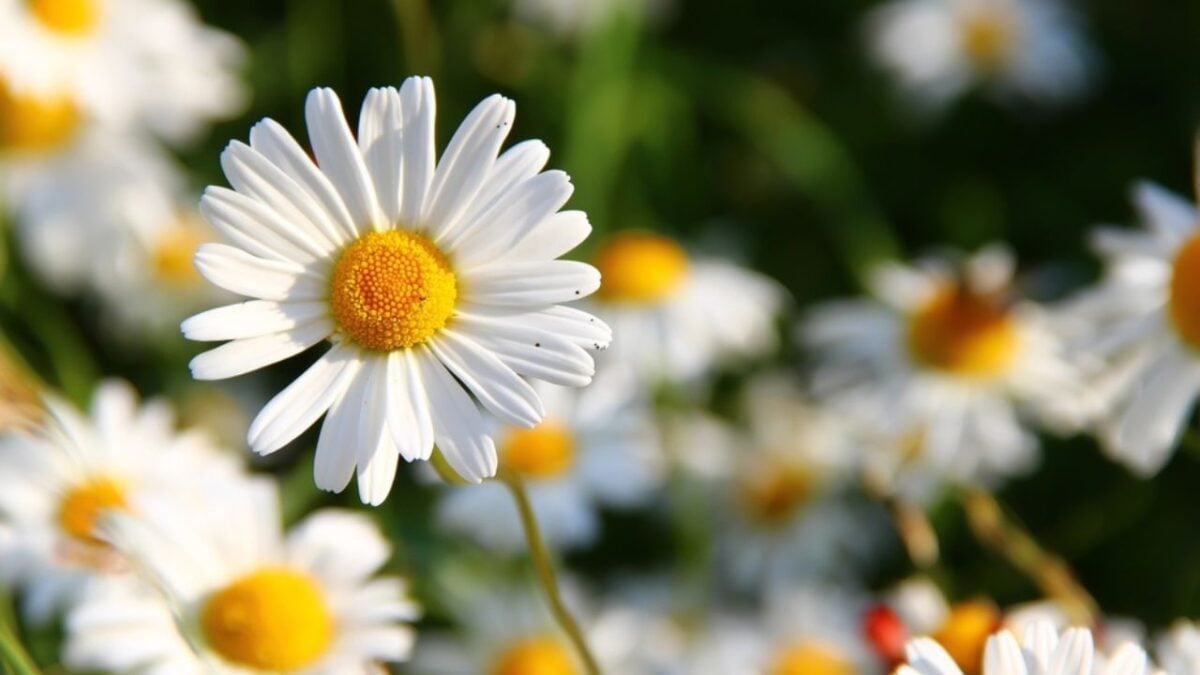28 Daisies Types For All Kinds Of Gardens