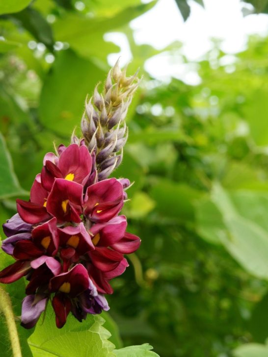 How To Plant A Jane Magnolia Tree For Stunning Spring Blooms