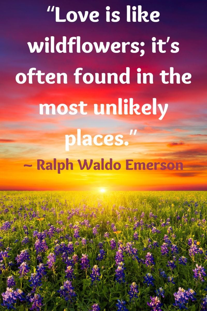 25 Best Wildflower Quotes