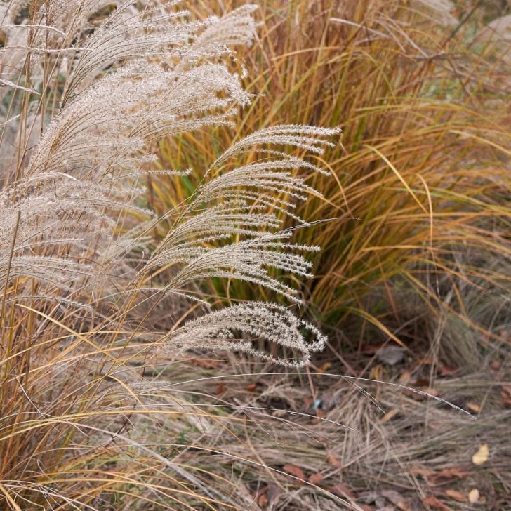 16 Worst Invasive Plants In Indiana Gardens (And 32 Natives To Plant ...