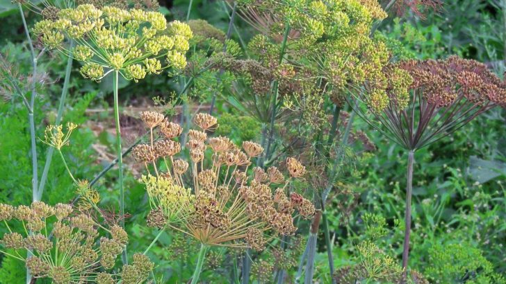 6 Best Companion Plants For Dill (And 3 To Avoid)