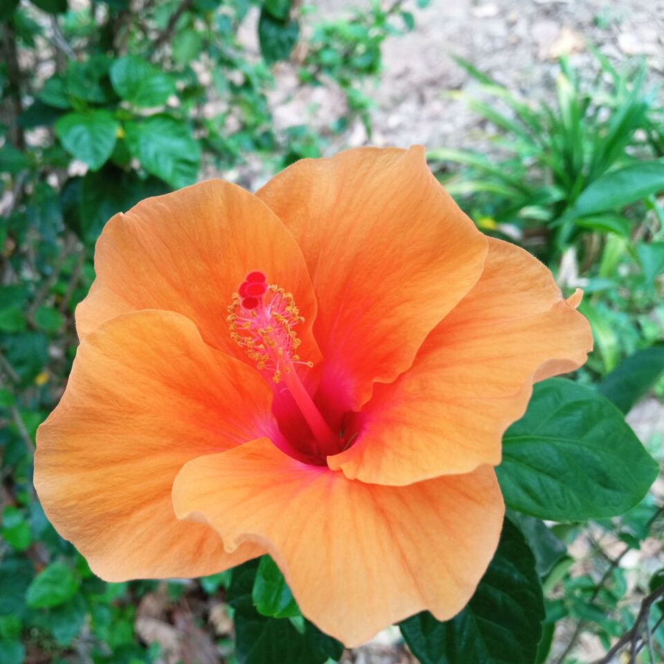 Landscaping With Hibiscus For A Unique Tropical Look