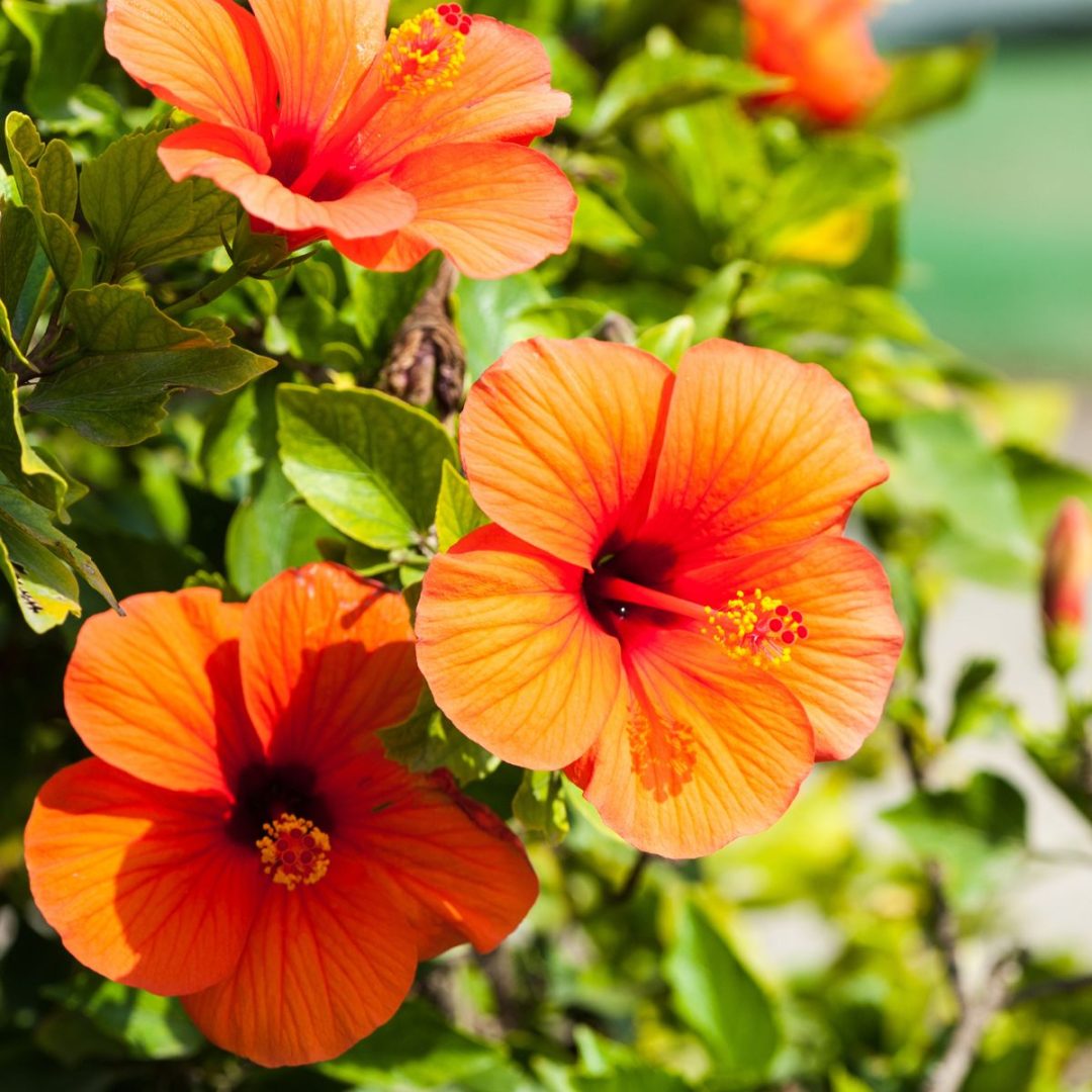11 Gorgeous Companion Plants For Hibiscus