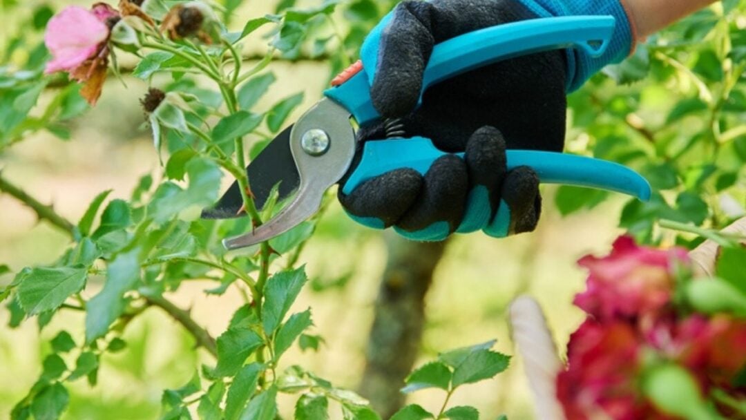 The Art Of Pruning Roses For Endless Flowers
