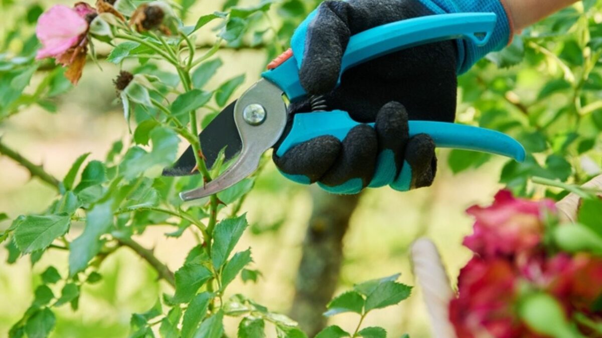 The Art Of Pruning Roses For Endless Flowers