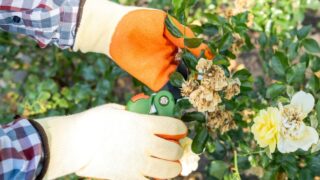 The Art Of Pruning Roses For Endless Flowers