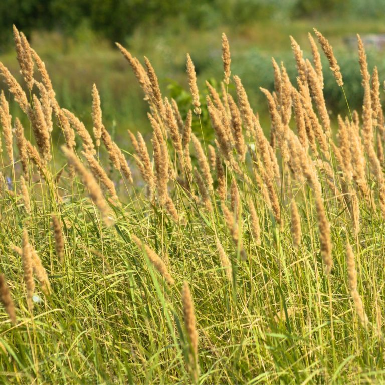 9 Worst Invasive Plants In Iowa (And 18 Natives To Plant Instead)