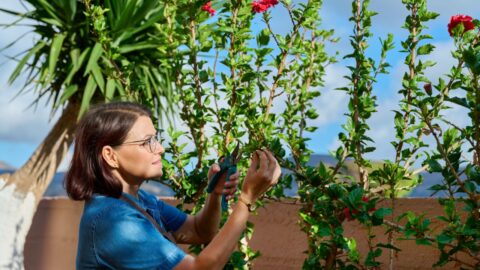 How To Prune A Hibiscus: 5 Ways To Trim It For Gorgeous Flowers