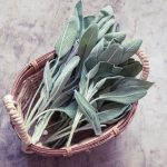 How To Grow Sage - Everything You Need To Know