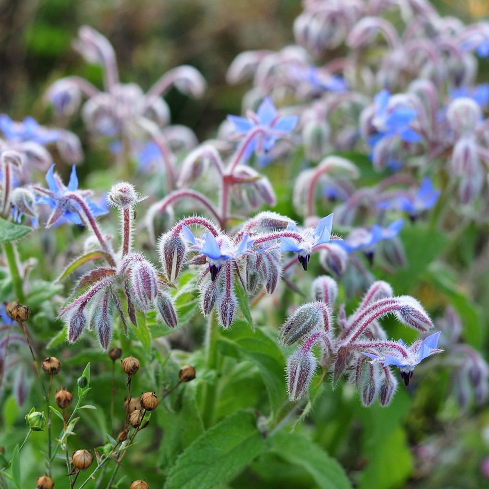 How To Grow Borage - A Delightful Herb For Your Garden