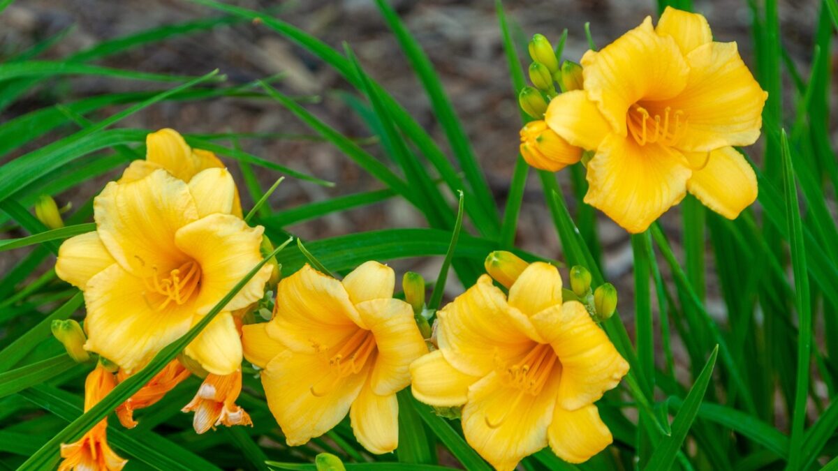 Sun-Loving Perennials That Bloom All Summer Long